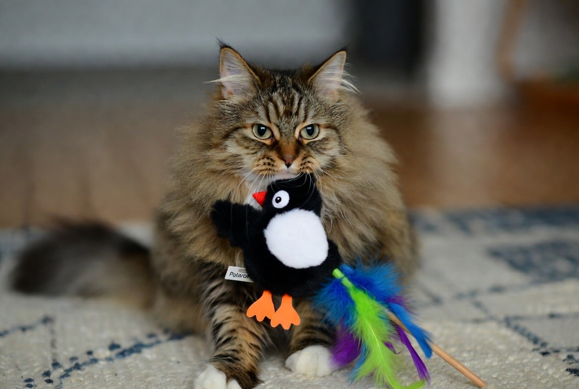 How to Play With Your Cat: 7 Vet-Approved Tips for a Happy Pet